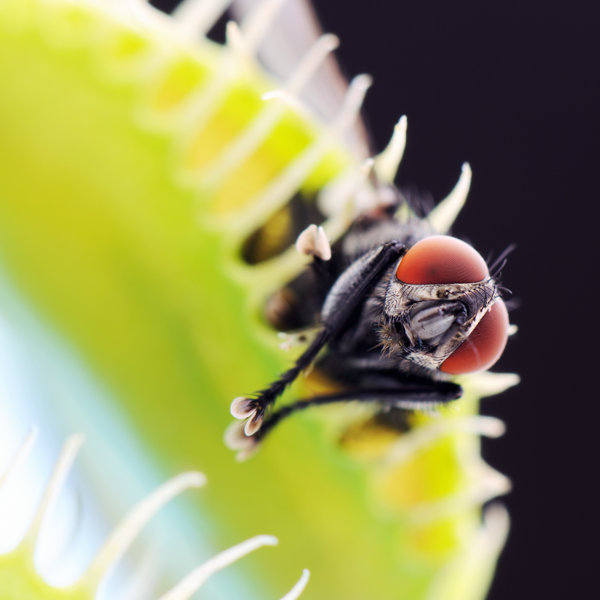17 Stories Marike Venus Flytrap by Moncherie - Wrapped Canvas Photograph | Wayfair.co.uk